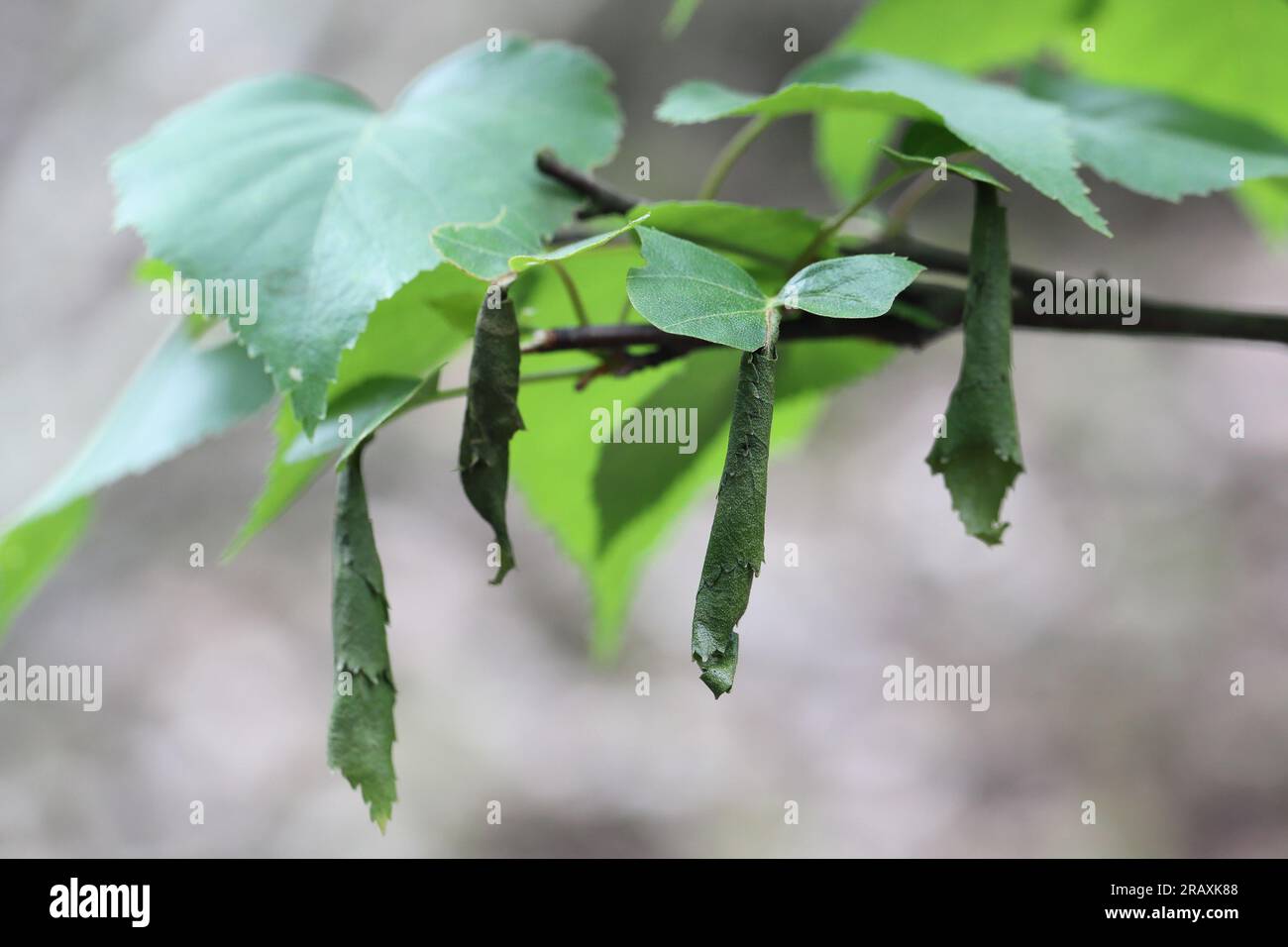 Birch Leaf-roller or Birch Leafroller (Deporaus betulae, Deporaus ...