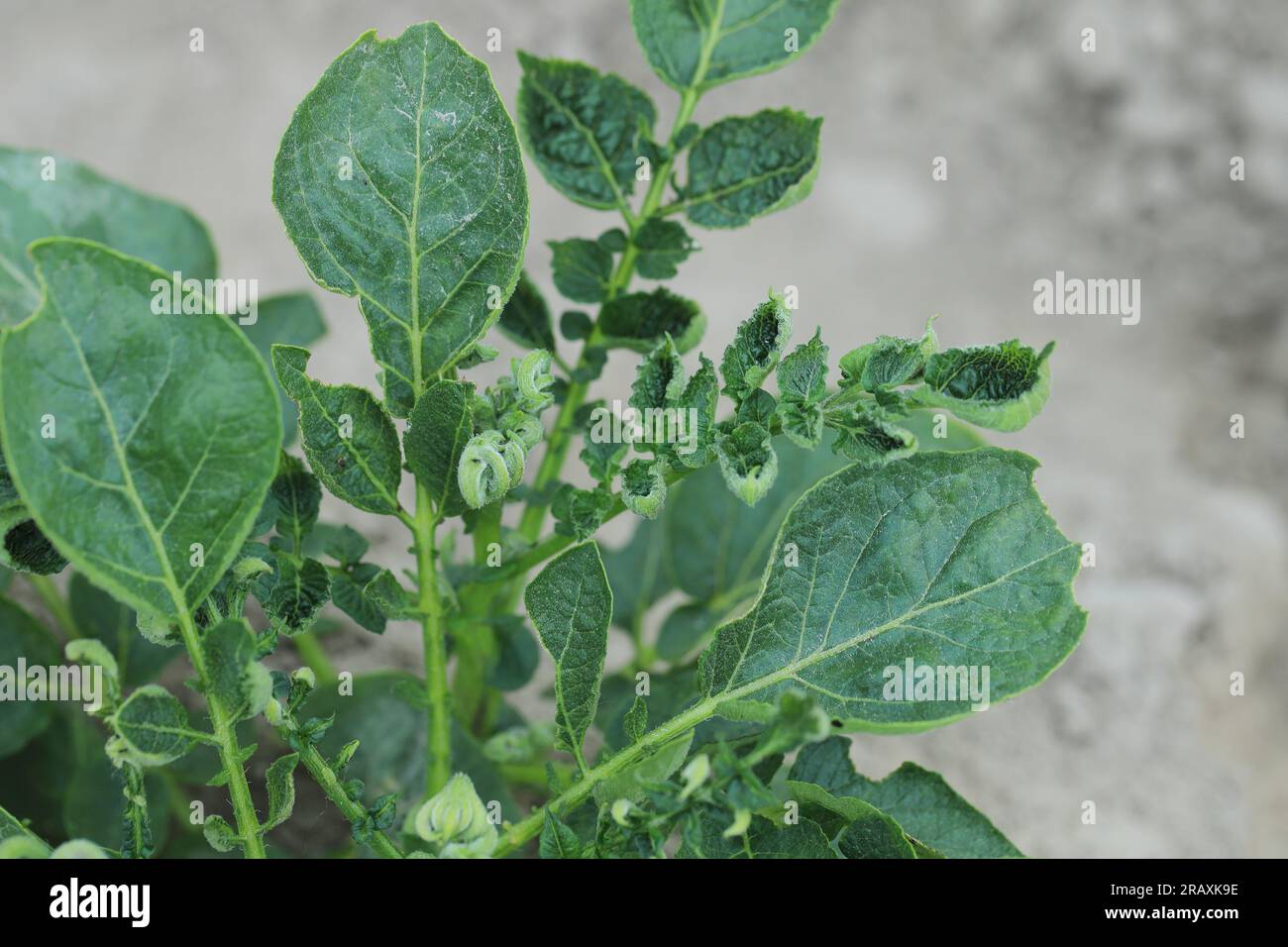 Deformed potato leaves due to phytotoxic effects of the herbicide Stock ...