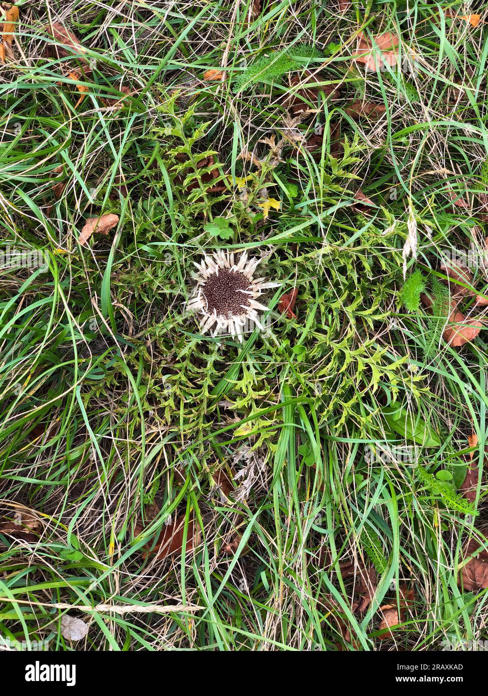 Carlina acaulis, the stemless carline thistle, dwarf carline thistle ...