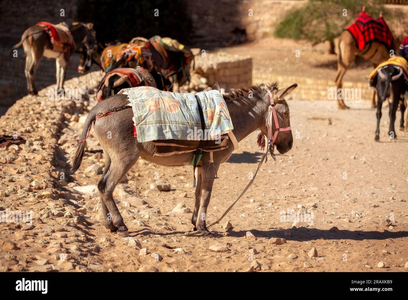 Sad donkey with saddle standing in Petra ancient cave city, Jordan ...