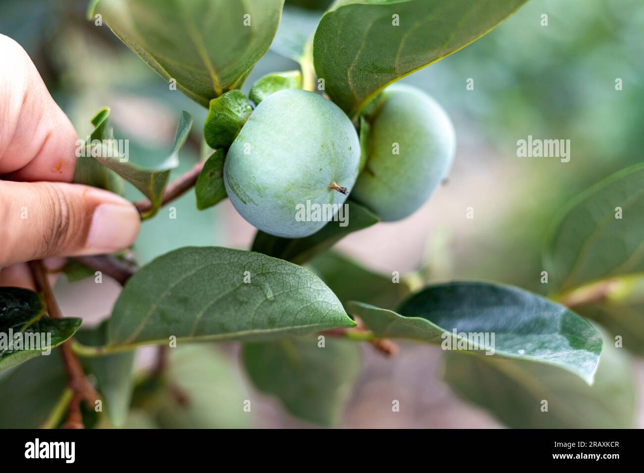 Persimmons fruit hi-res stock photography and images - Alamy
