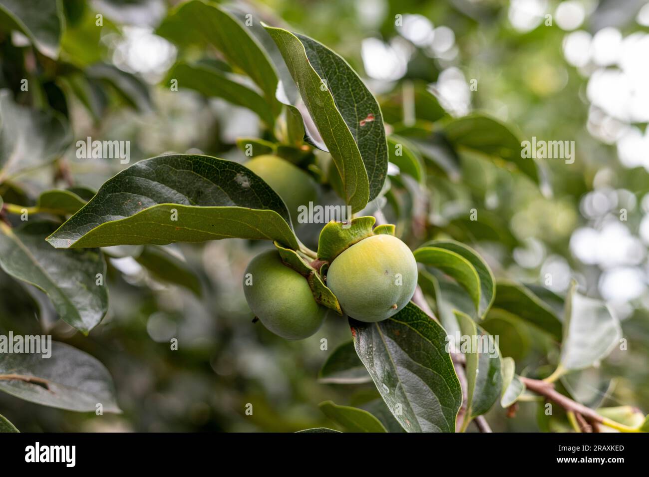 Fruiting persimmon tree with newly produce young fruit in the summer ...