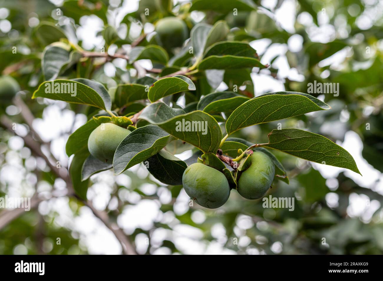 Green small persimmon fruit growing on a tree in the garden Stock Photo ...