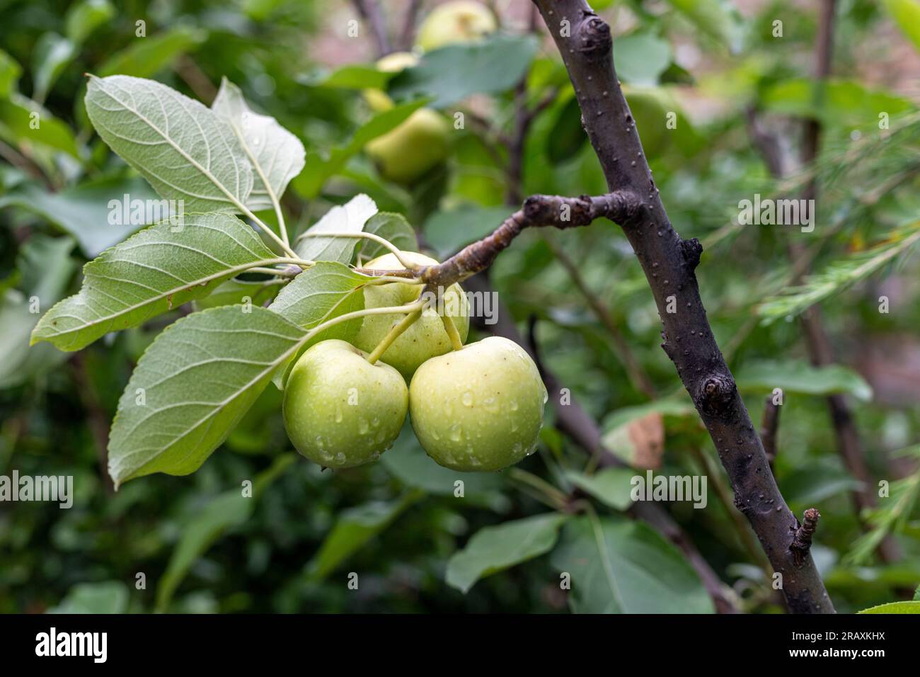 Young small green apple close hi-res stock photography and images - Alamy