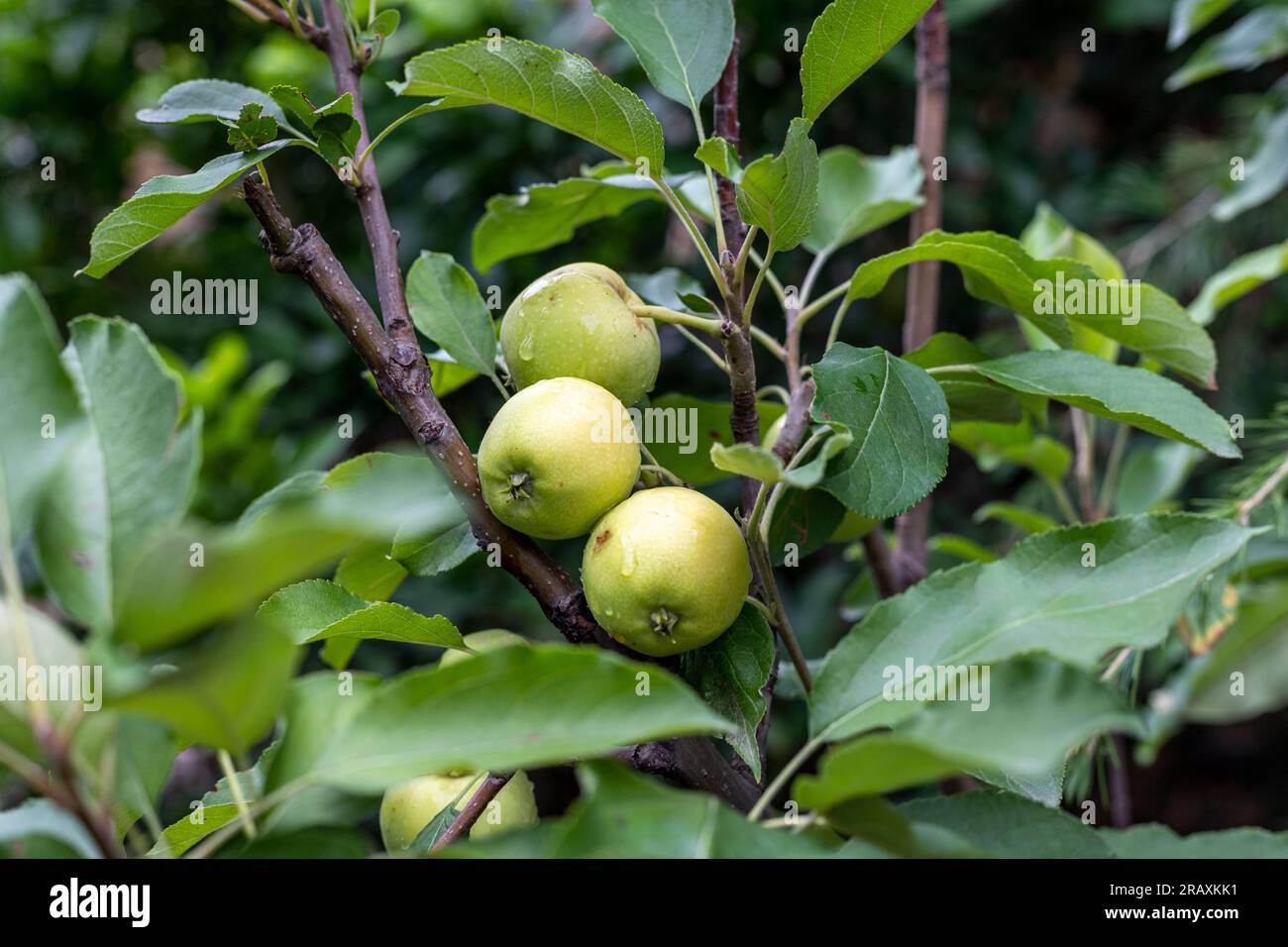 Young unripe apples on a branch of apple fruit tree in the orchard ...