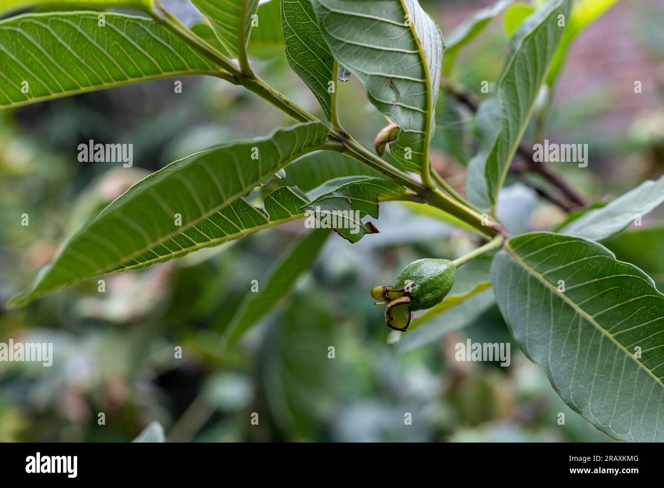 Young guava fruit growing on a guava fruit tree branch Stock Photo - Alamy