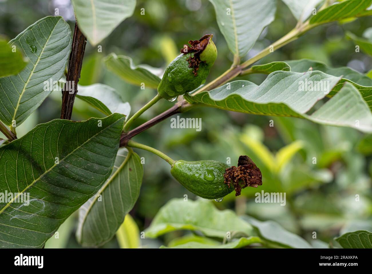 Growing guava fruit hi-res stock photography and images - Alamy