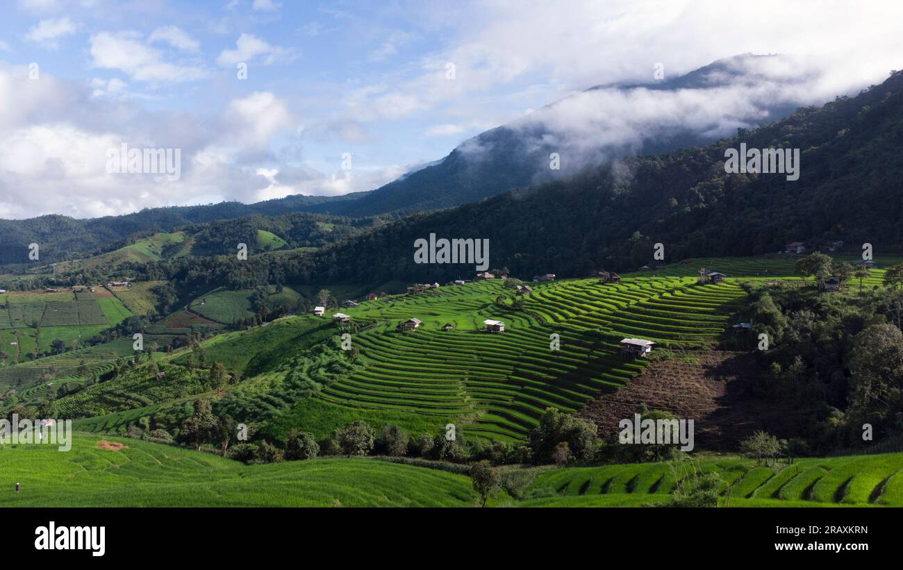 Rice Field Aerial Shot at north of Thailand. Aerial views beautiful of ...