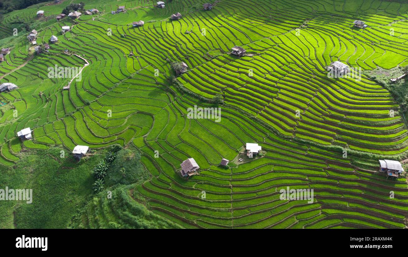 Rice Field Aerial Shot at north of Thailand. Aerial views beautiful of ...