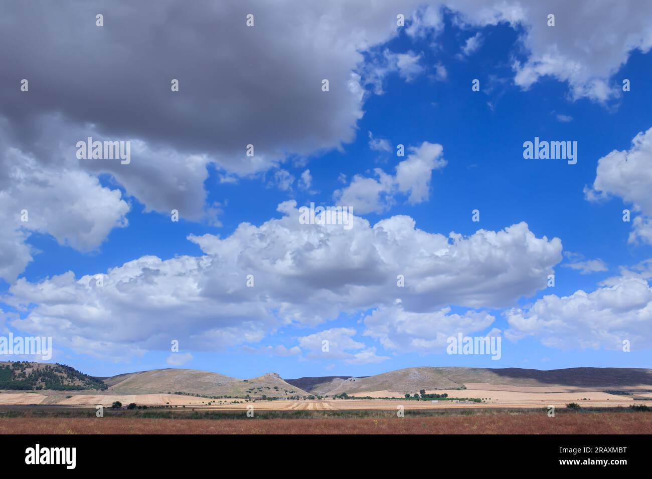 Wheat field in Apulia, Italy. Alta Murgia National Park is a limestone ...