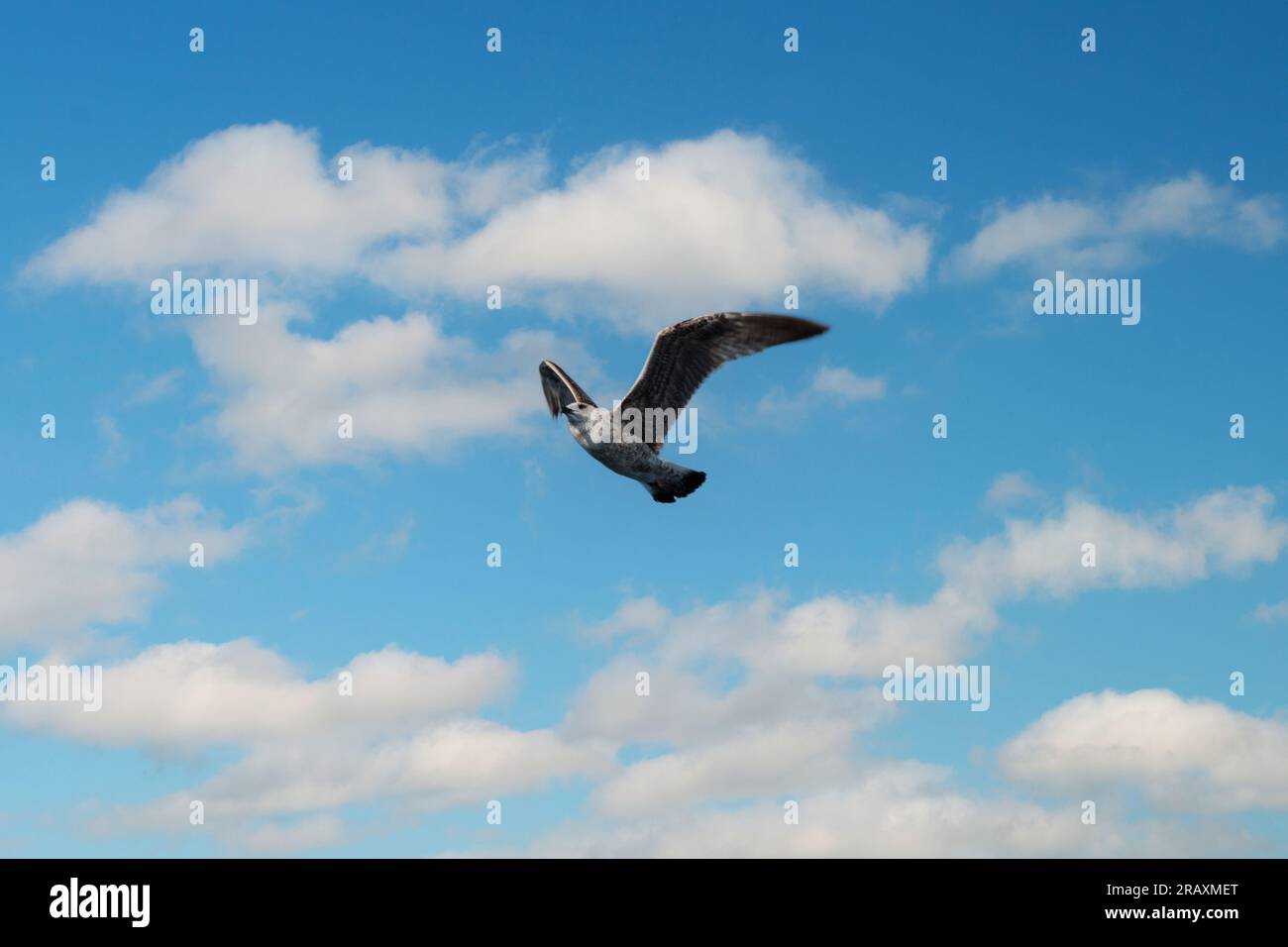 Bird eye flight person in hi-res stock photography and images - Alamy