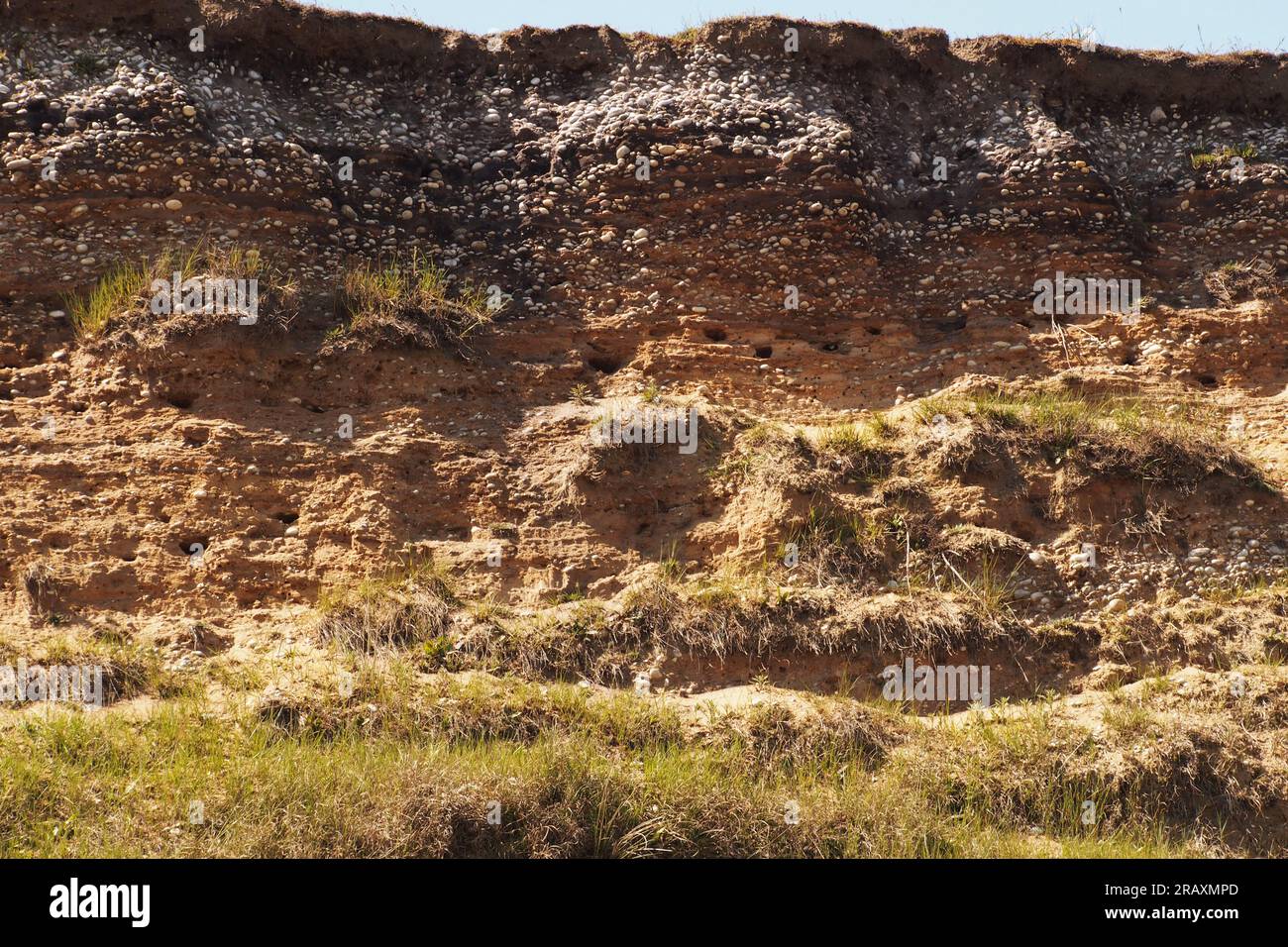 Holes in the sandy rock cliffs at Minsmere, Suffolk. UK where Sand ...