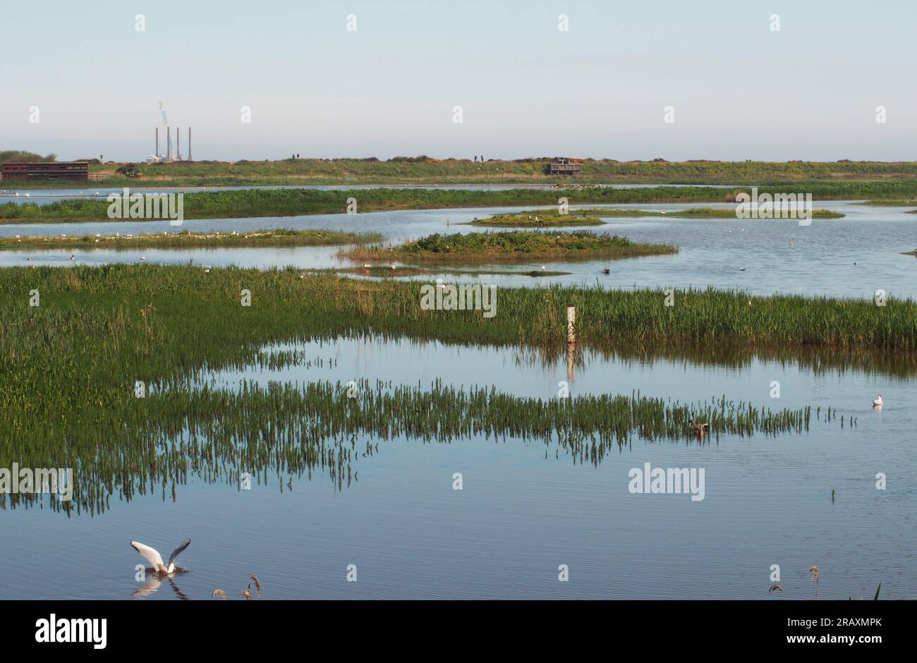 Looking across Minsmere nature reserve, Suffok. UK showing wetlands ...