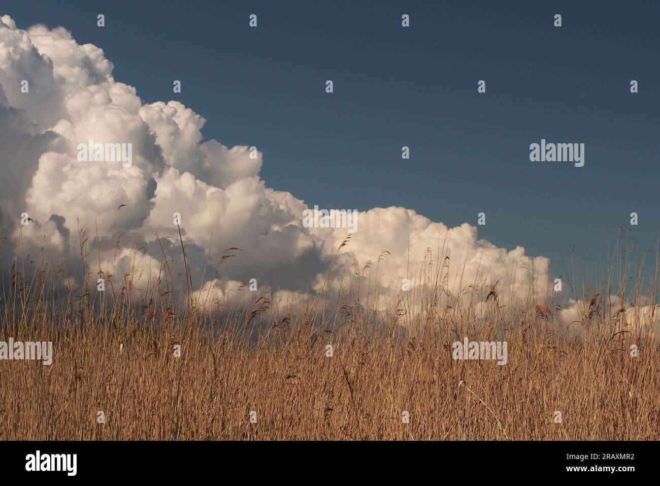 Rain clouds approaching at Minsmere nature reserve, Suffolk. UK showing ...