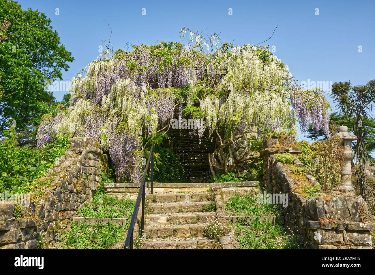 Wisteria plant growing over path with old worn steps and stone wall. In ...