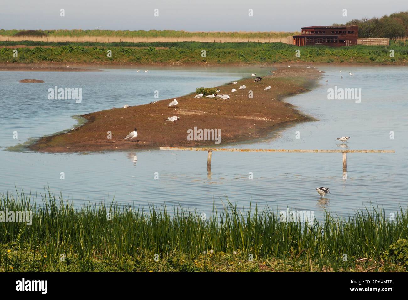 Minsmere wetlands hi-res stock photography and images - Alamy