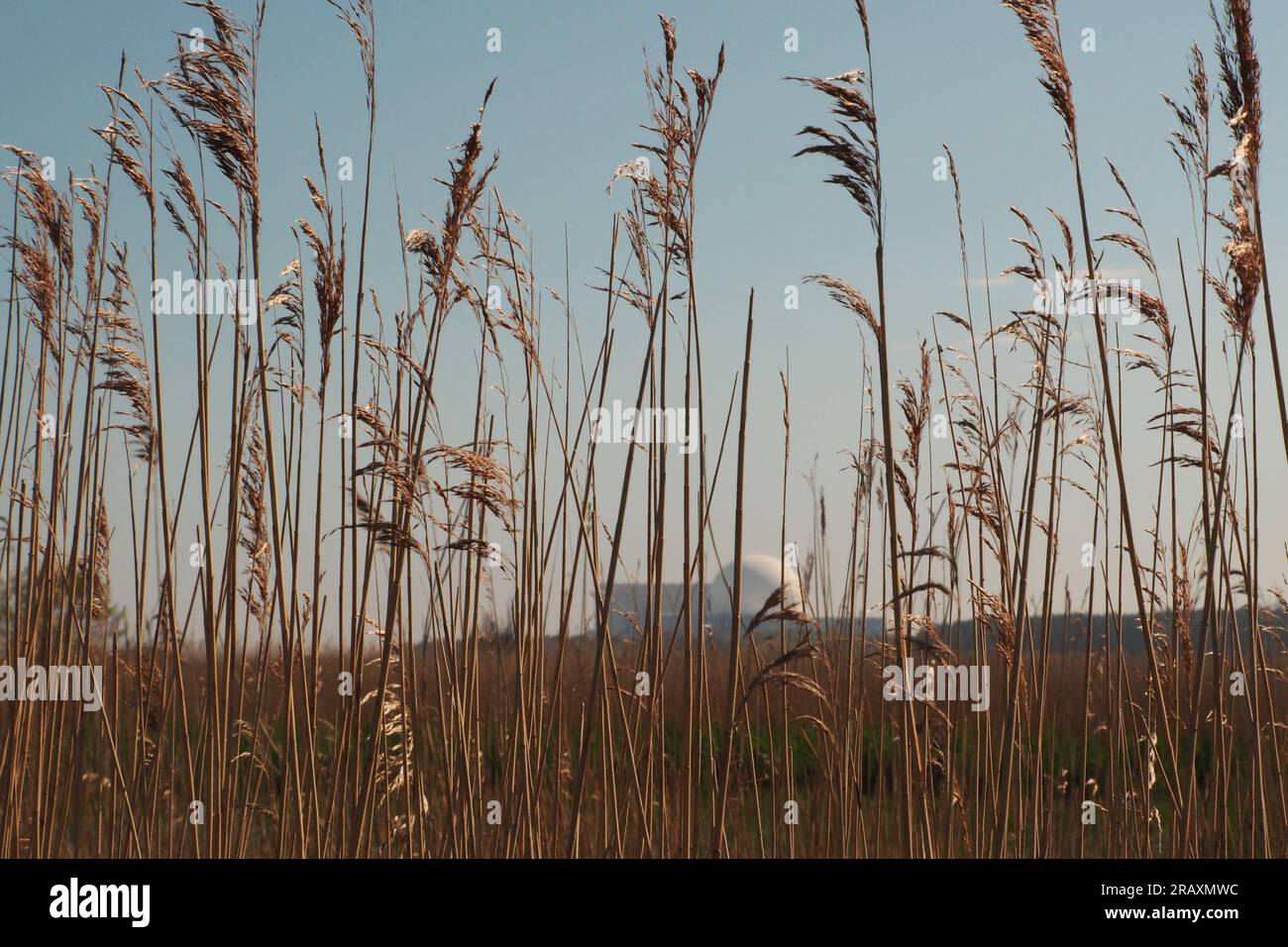 Looking through the reed beds at Minsmere, Suffolk, UK over to the ...