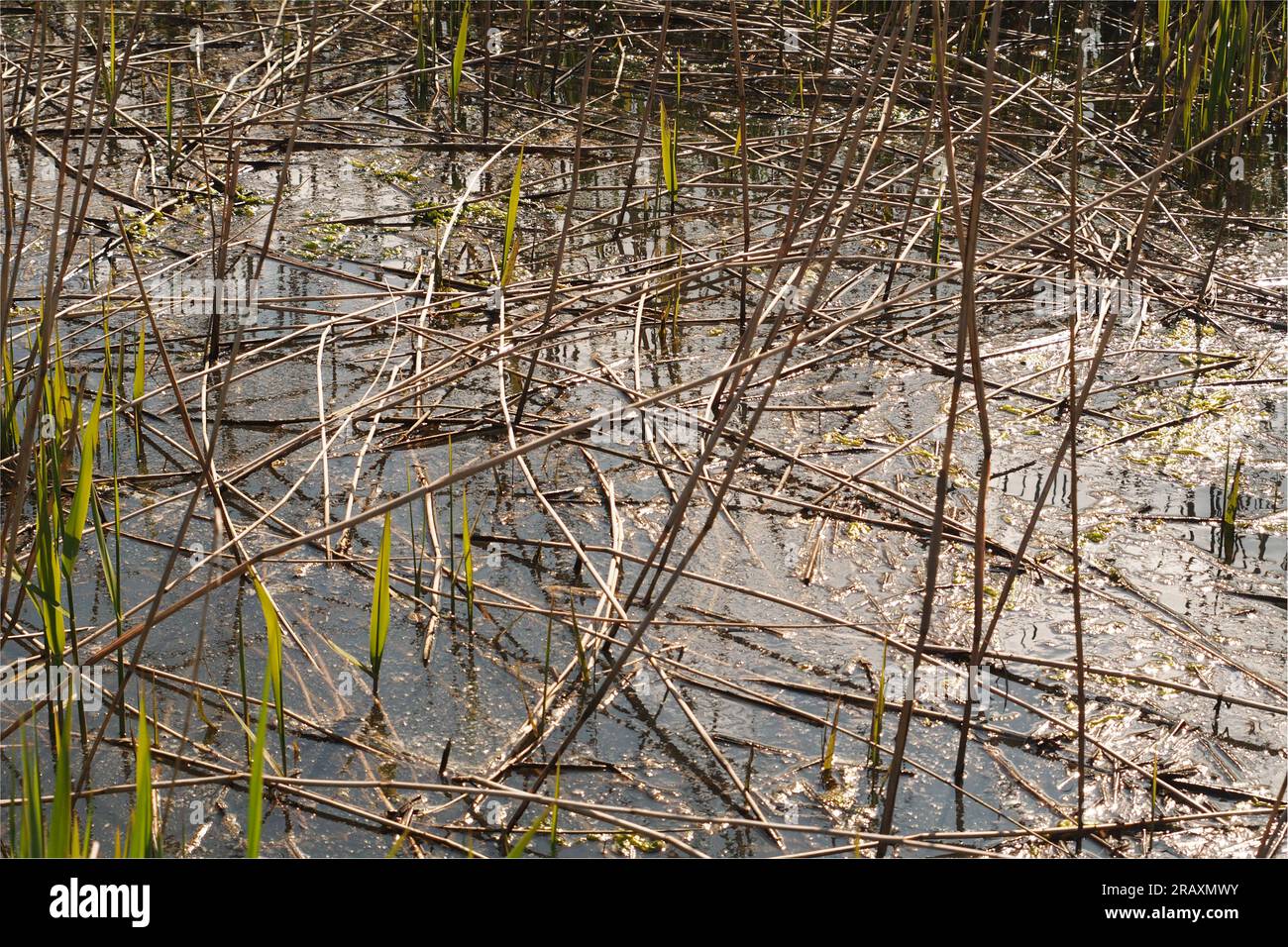 Looking through reed beds in Suffolk to the water channels below Stock ...
