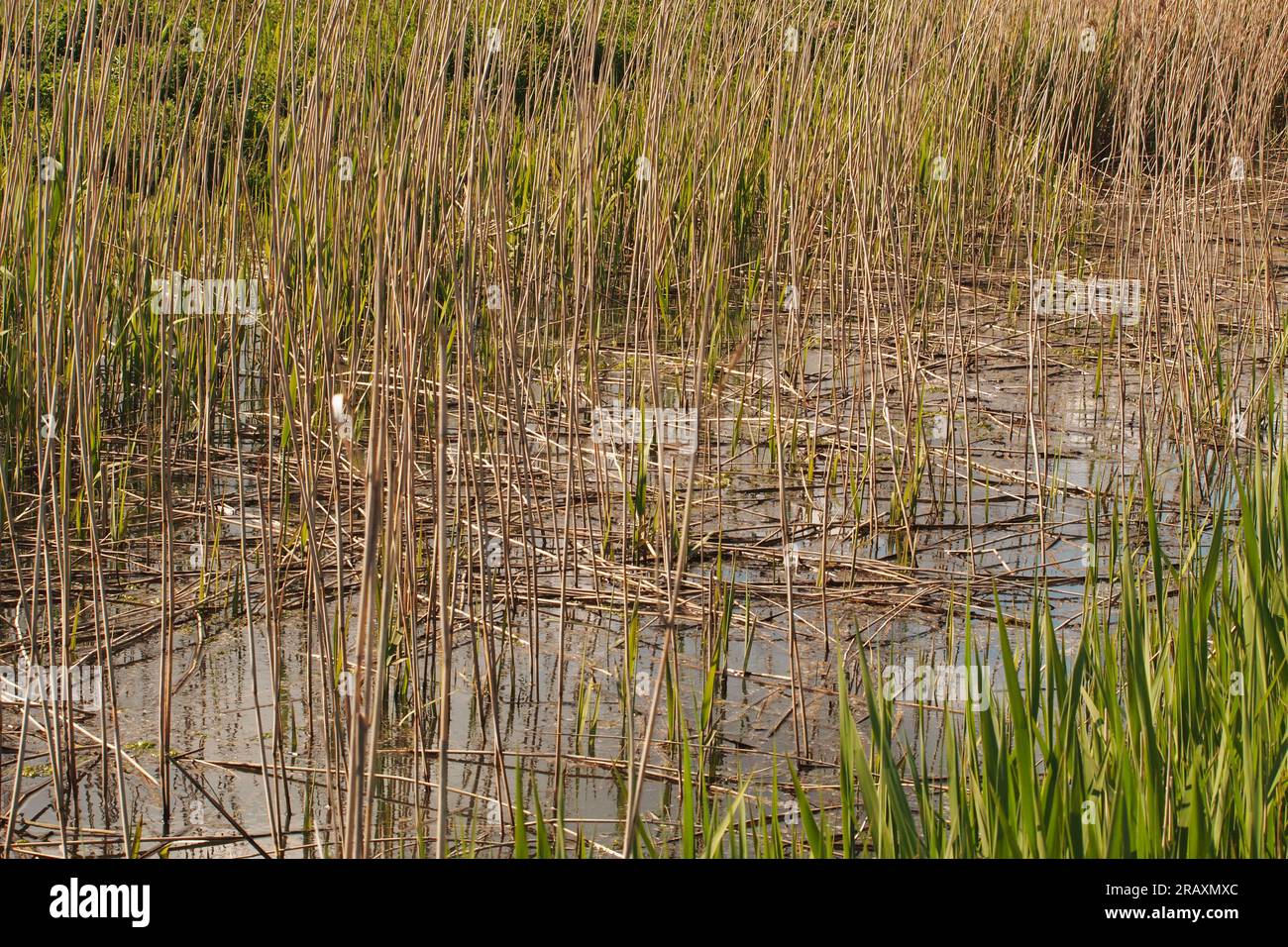 Looking through reed beds in Suffolk to the water channels below Stock ...