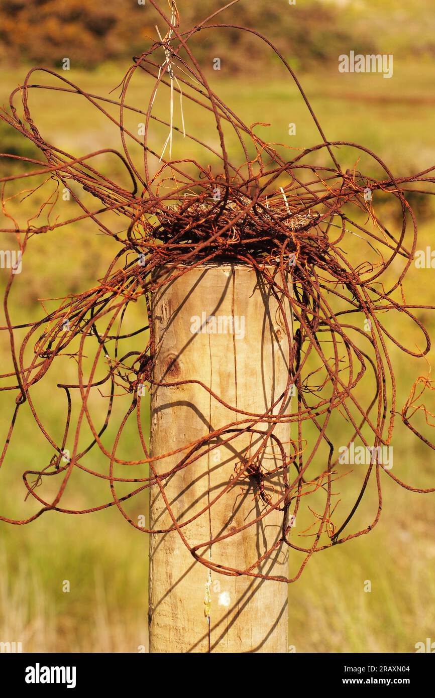 A jumble of unruly, old, rusty, fencing wire attached to a round wooden ...