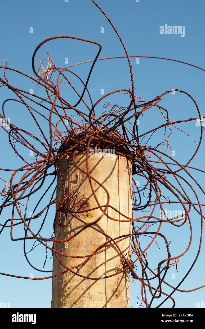 A jumble of unruly, old, rusty, fencing wire attached to a round wooden ...