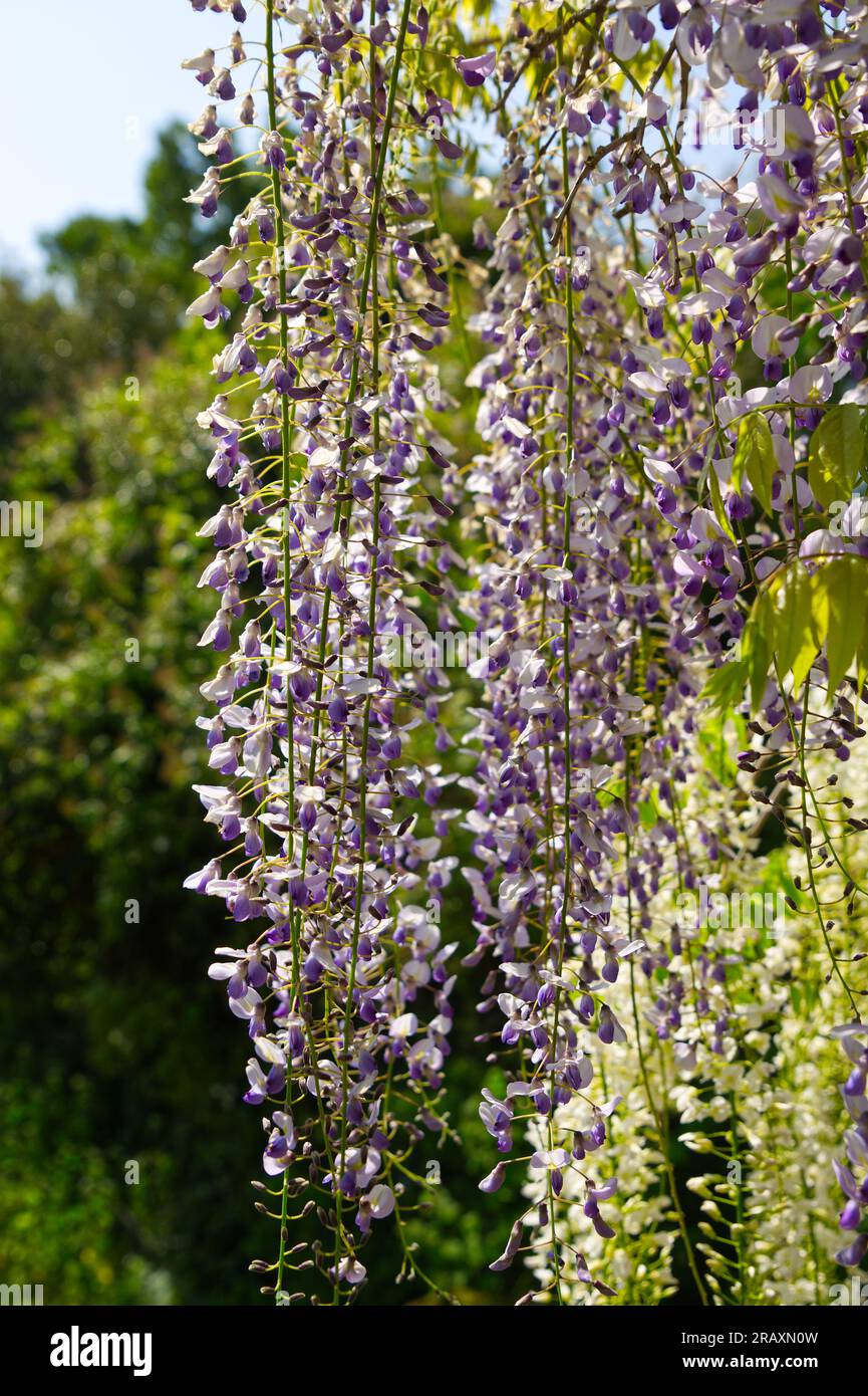 Wisteria plant in full bloom in sunshine Stock Photo - Alamy