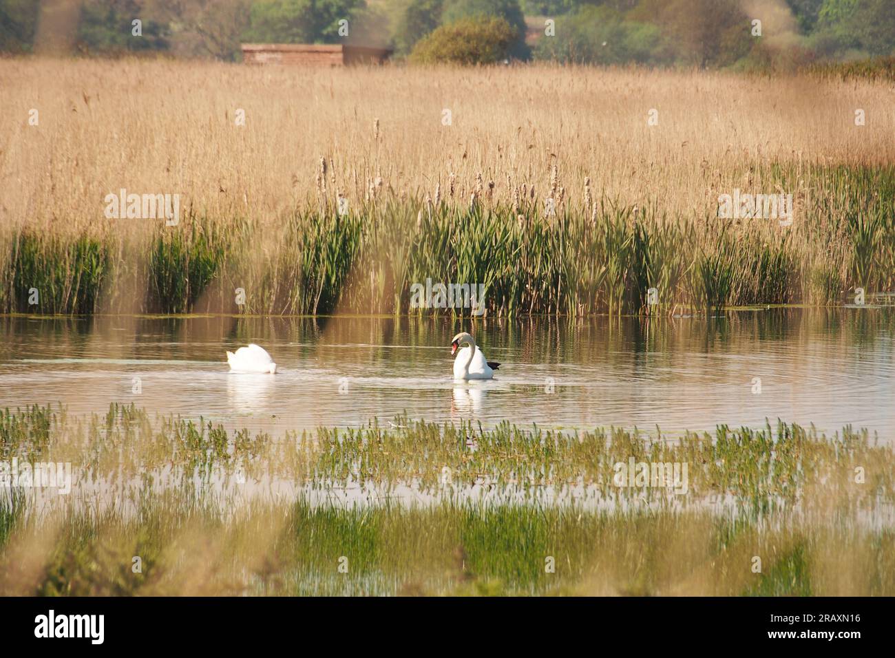 Two mute swans at Minsmere nature reserve, Suffolk. UK Stock Photo - Alamy