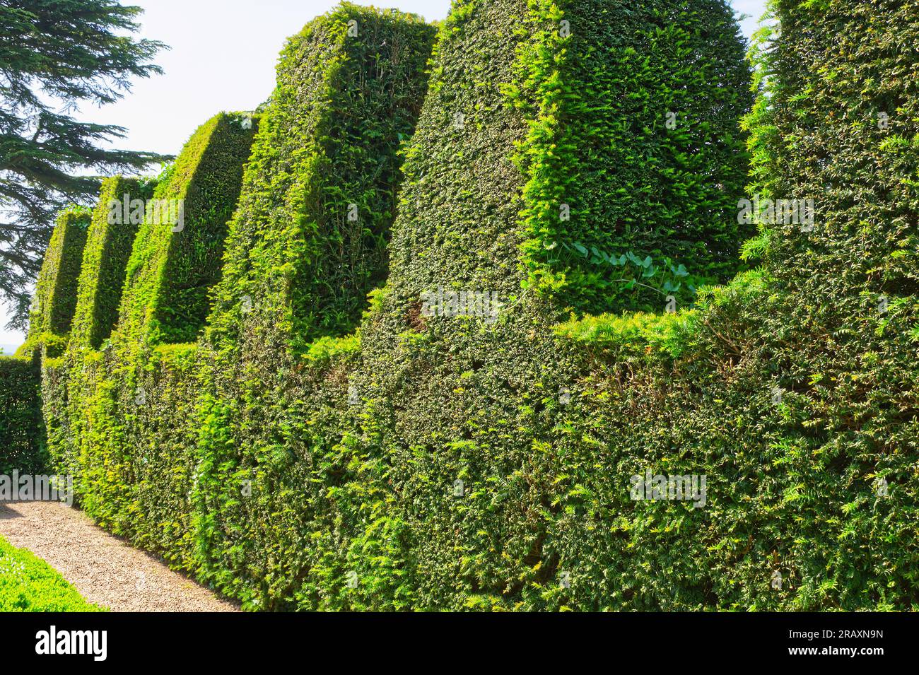 Neatly trimmed topiary Yew hedge in an English country garden Stock ...