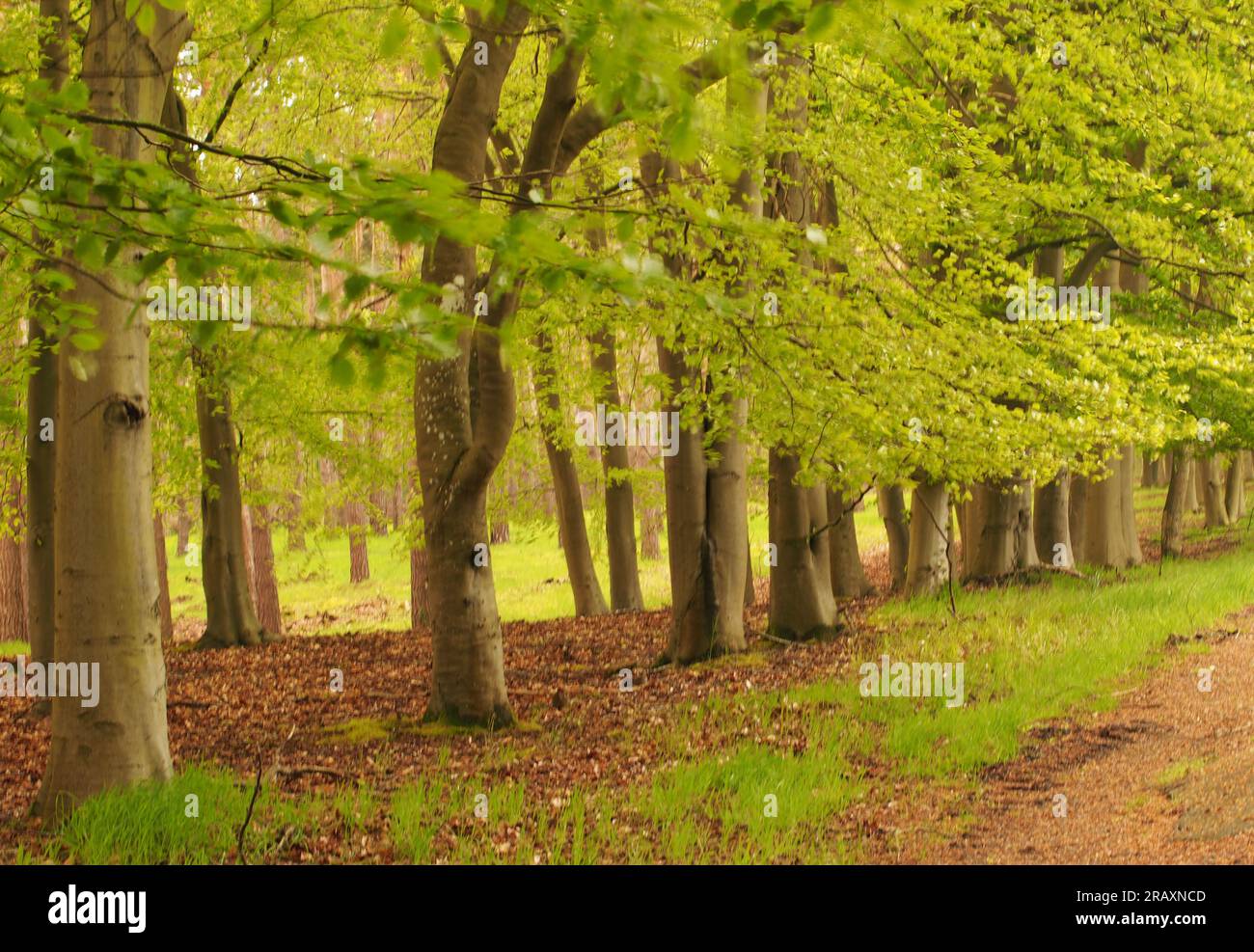 A beech woodland in springtime showing the new leaves in the sunshine ...