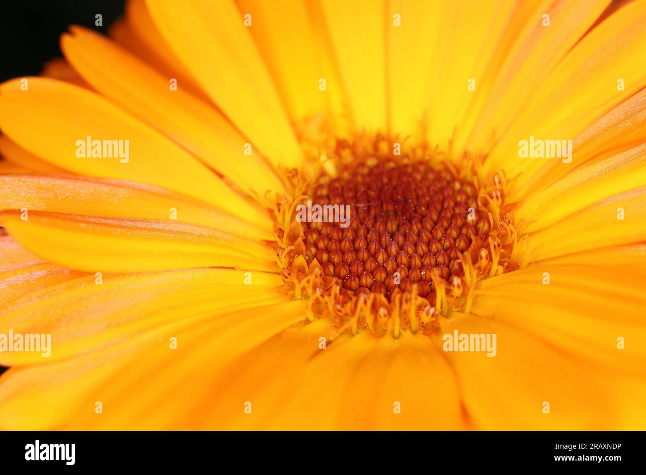 Beautiful blooming calendula officinalis hi-res stock photography and ...
