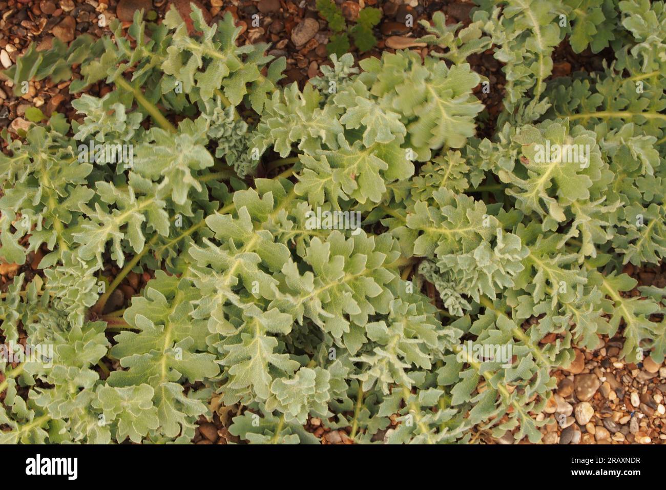 A close up of the Yellow Horned Poppy foliage, a coastal plant, on the ...