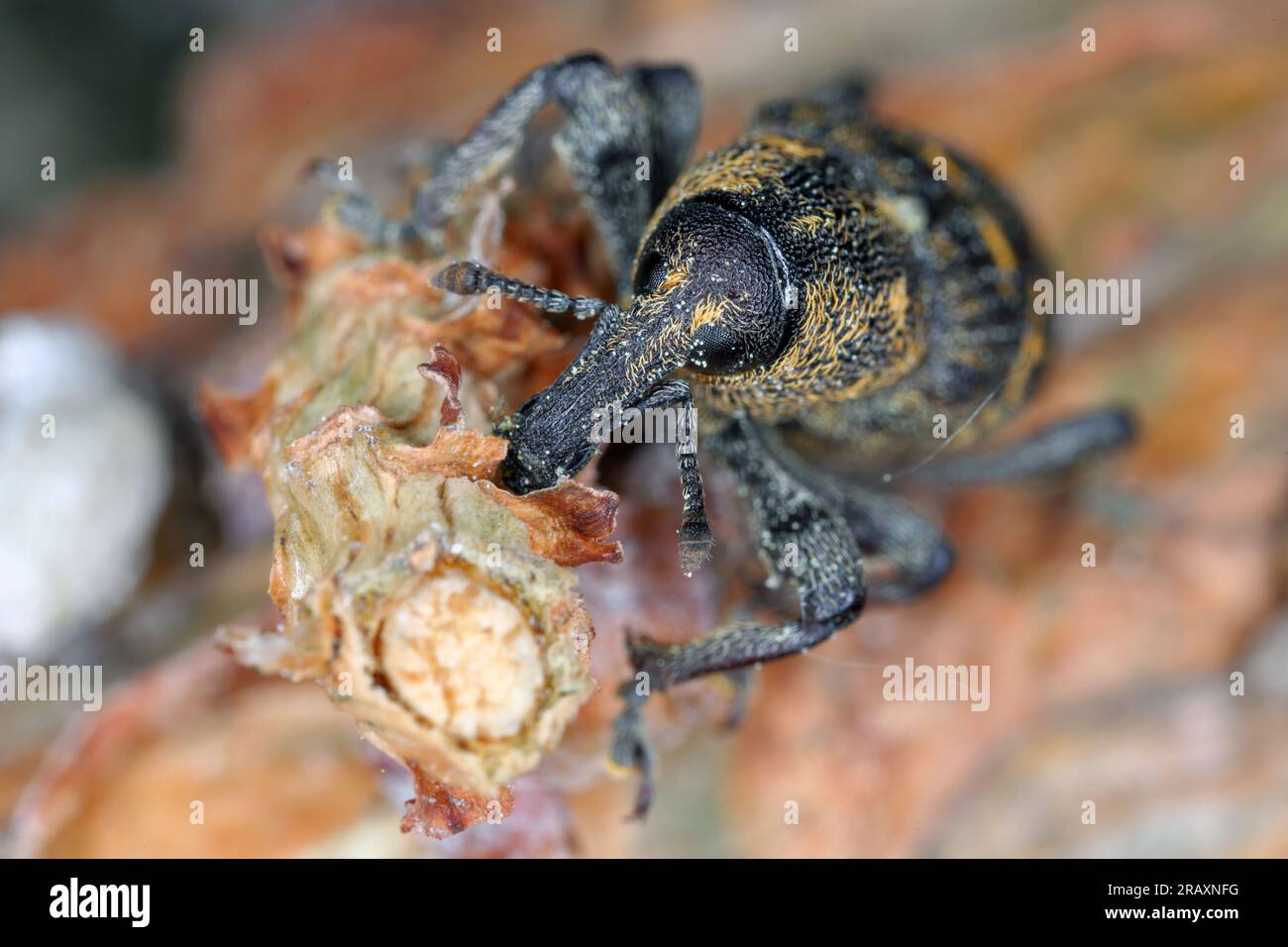 Large Pine Weevil (Hylobius abietis) eating the bark from a pine branch ...