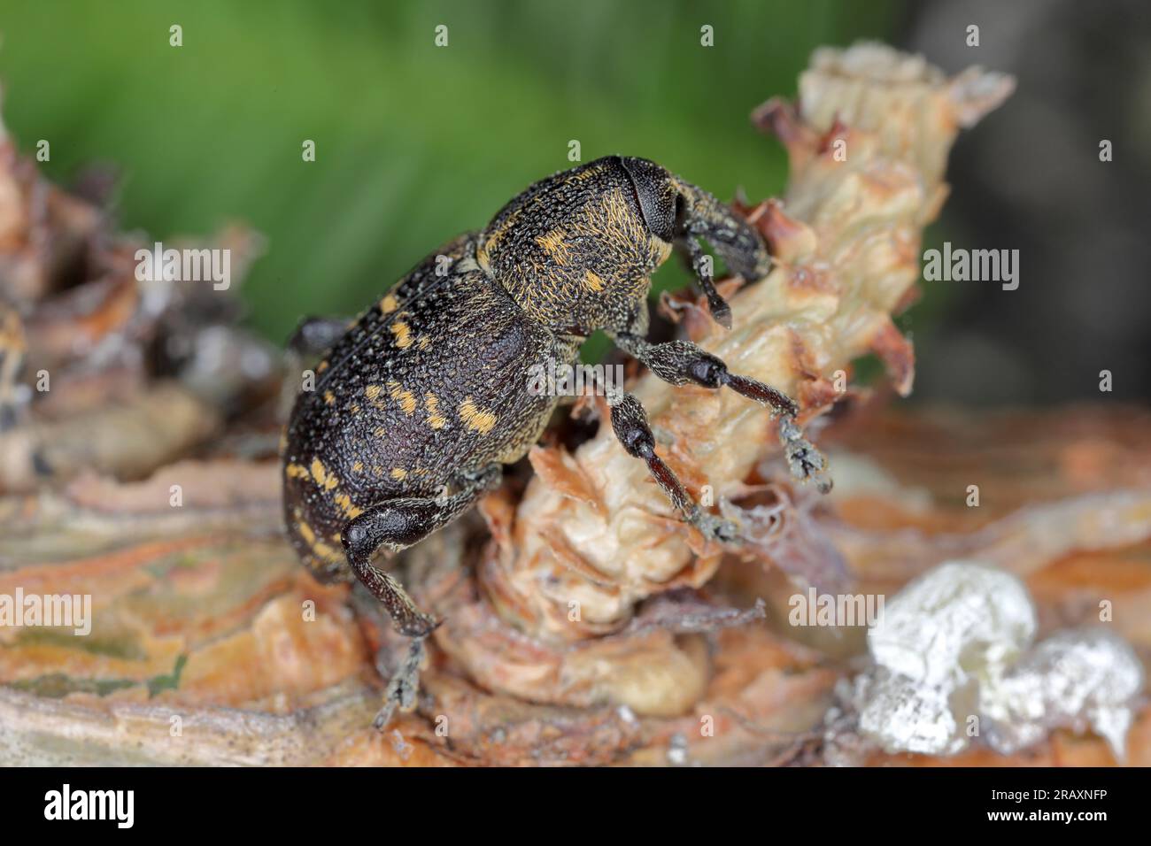 Large Pine Weevil (Hylobius abietis) eating the bark from a pine branch ...