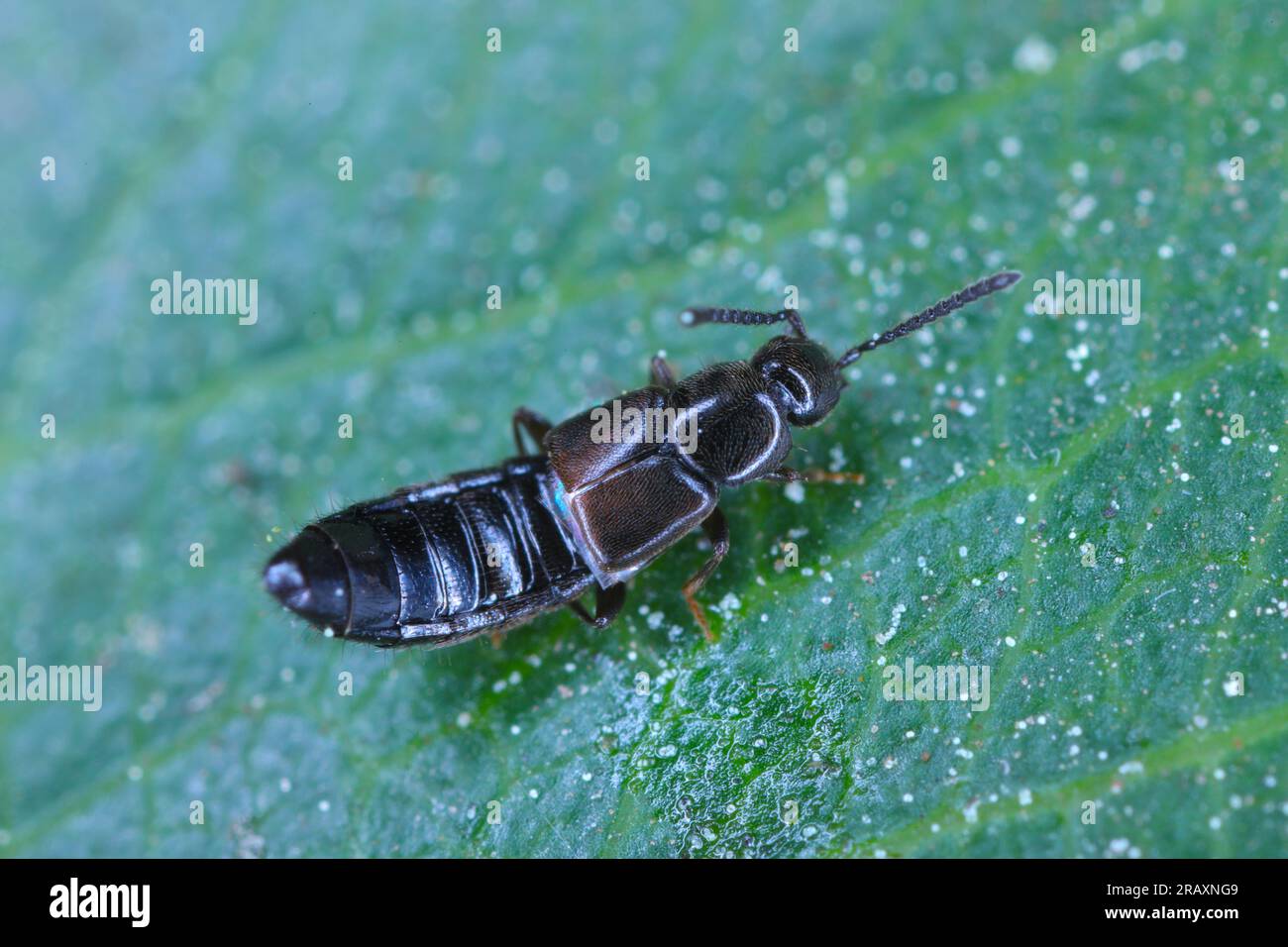 Adult predatory of rove beetle, Staphylinidae Stock Photo - Alamy