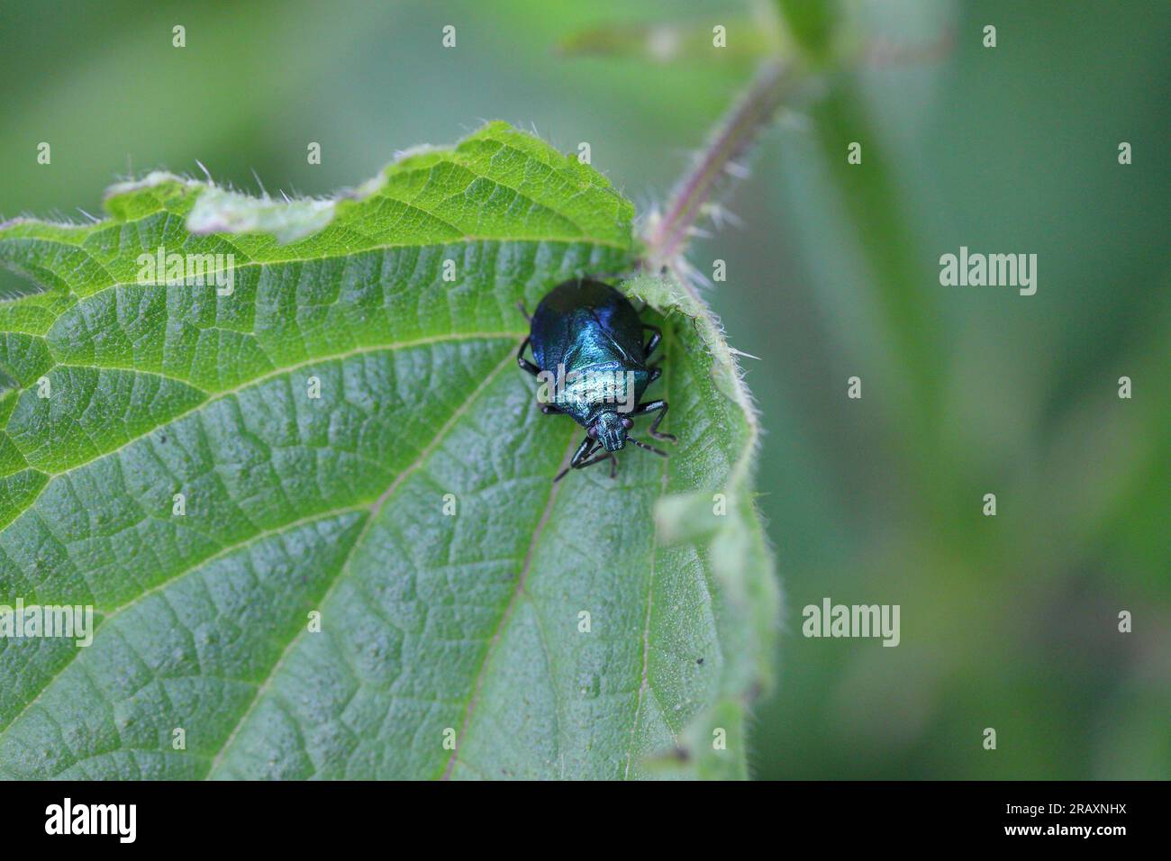 Ferocious insects hi-res stock photography and images - Alamy