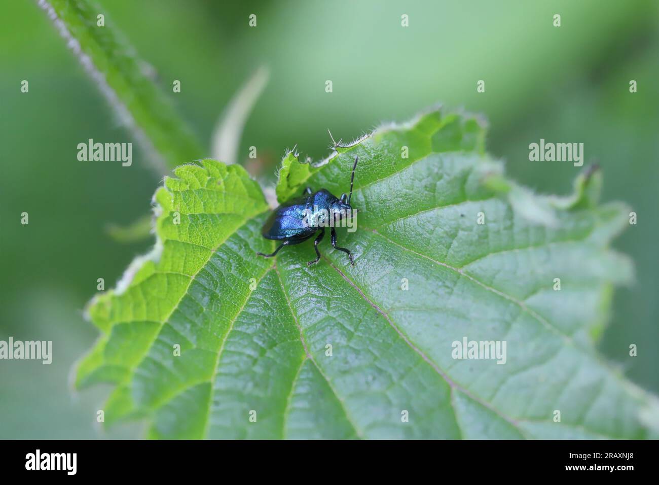 Blue Shieldbug (Zicrona caerulea) at rest on leaf Stock Photo - Alamy