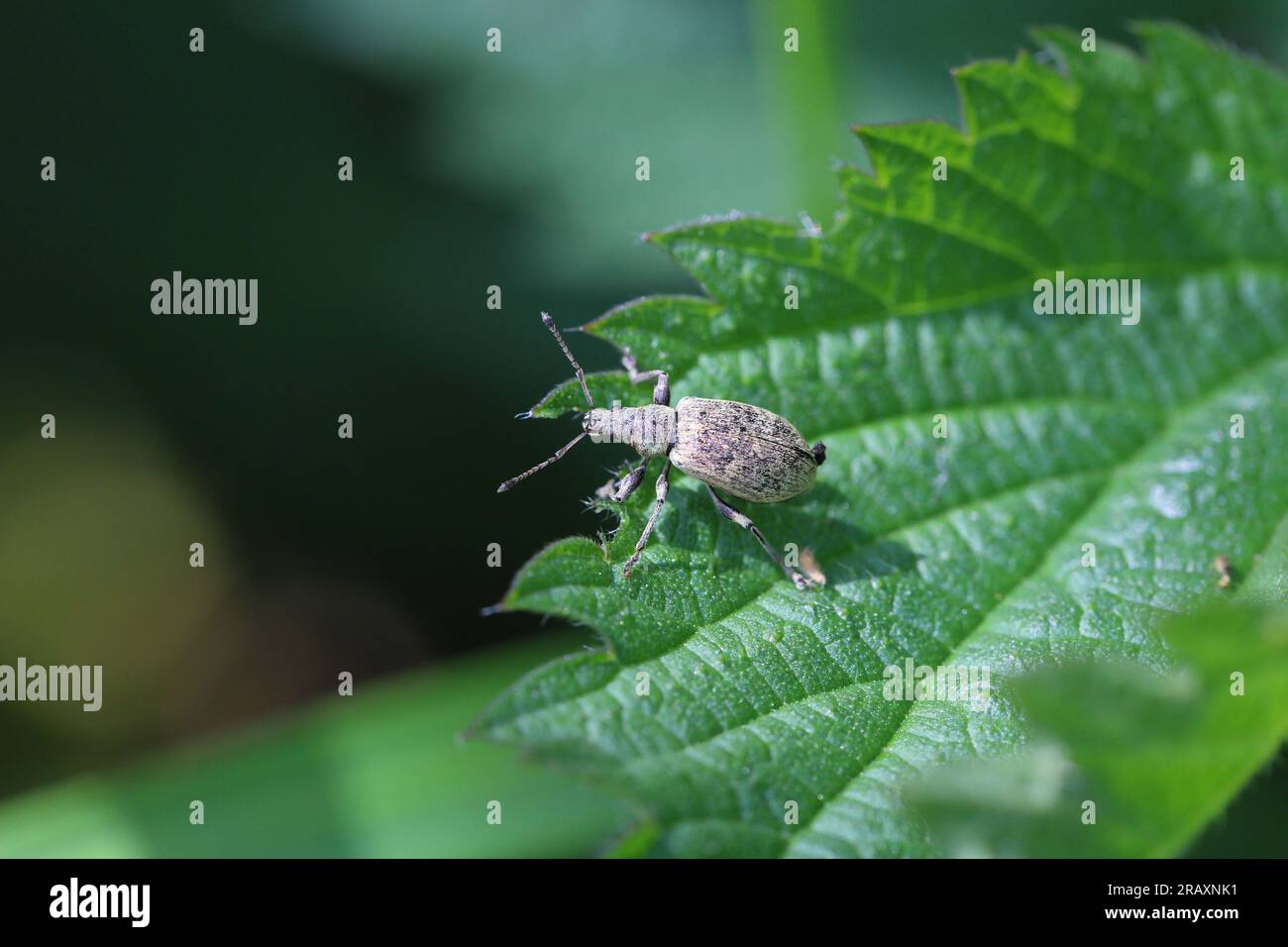 Weevil weevils giant hi-res stock photography and images - Alamy