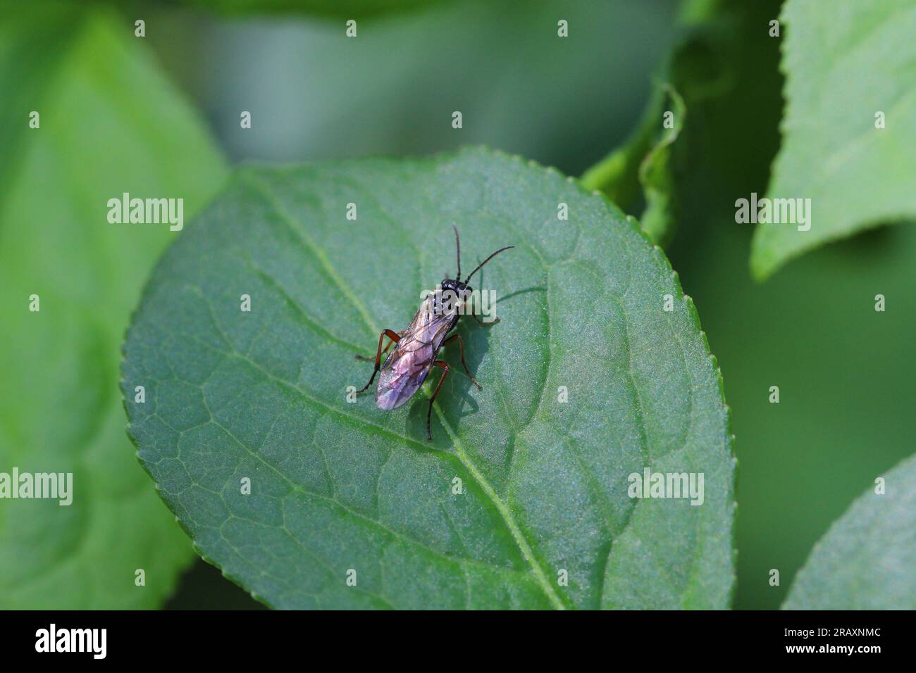 A Hymenoptera of the order Sawfly (Symphyta) on a leaf in the garden ...