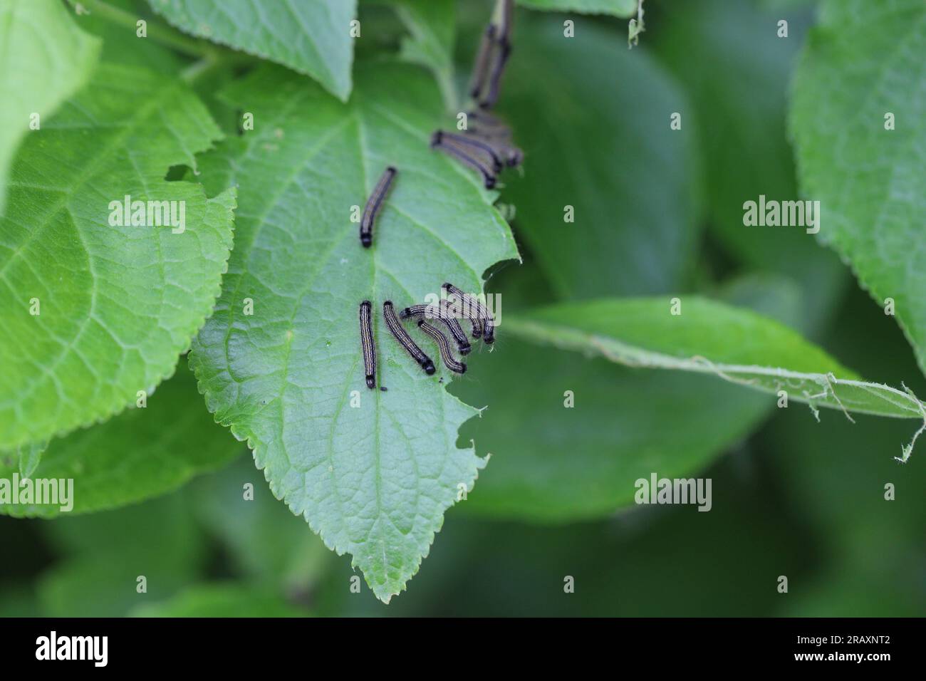 Lackey moth (Malacosoma neustria) is a moth native to Eurasia and ...