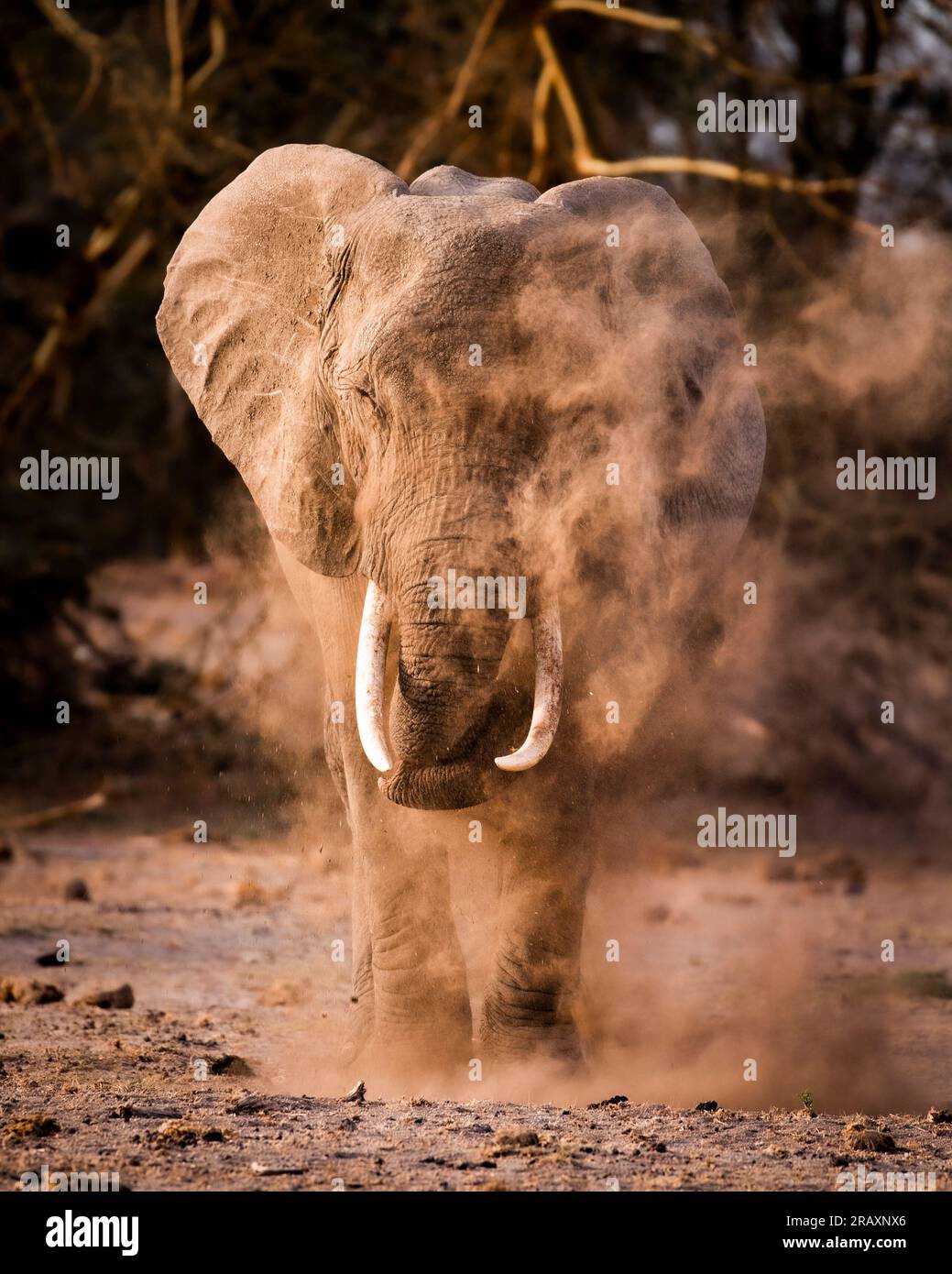 The elephant stirs up a cloud of dust AMBOSELI NATIONAL PART, KENYA ...