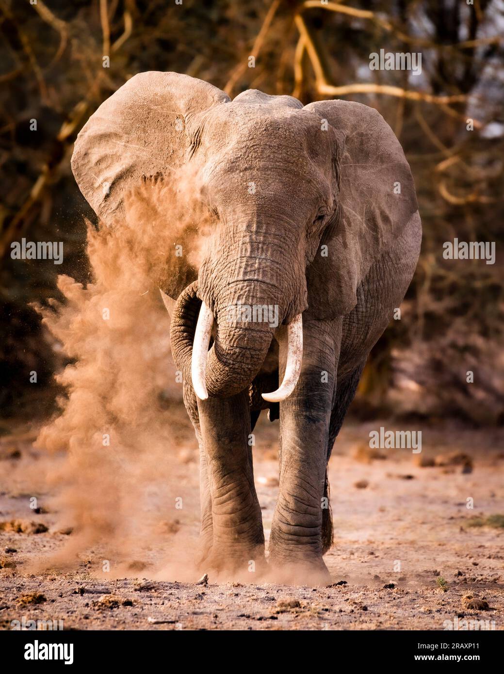 The elephant in a plume of dust AMBOSELI NATIONAL PART, KENYA. STUNNING ...