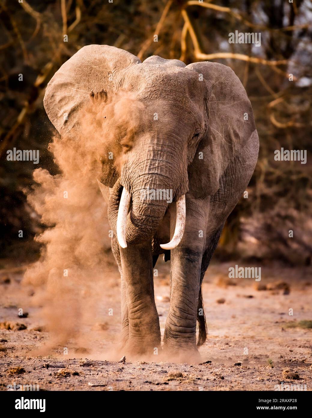 The golden lighting in this scene is a perfect capture by the ...