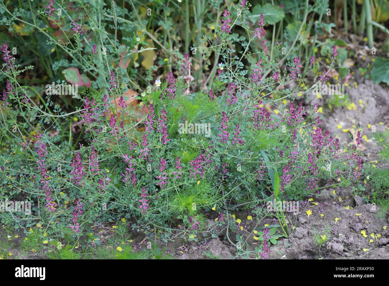Common Fumitory (Fumaria officinalis) common weed in agricultural and ...