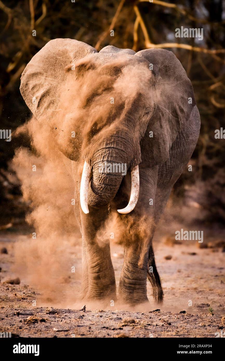 The elephant in a cloud of dust AMBOSELI NATIONAL PART, KENYA. STUNNING ...
