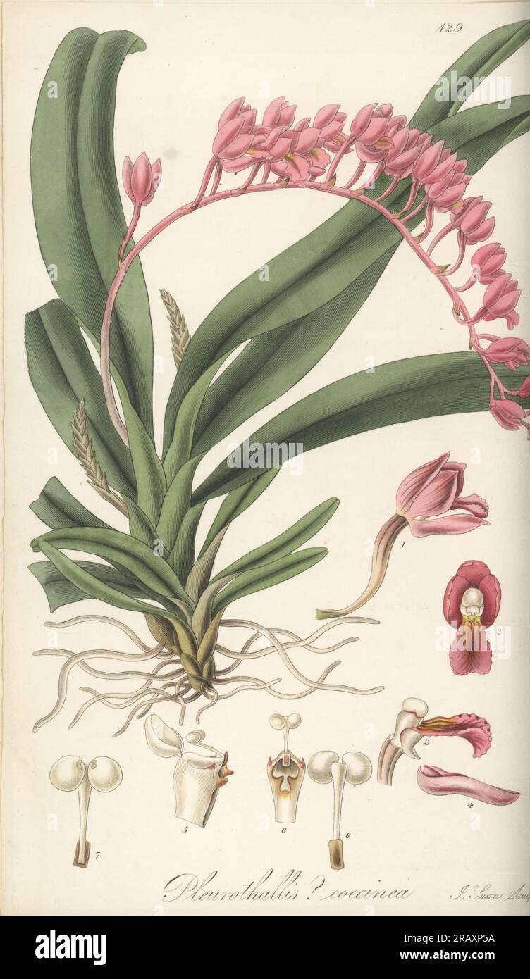 Rodriguezia lanceolata hi-res stock photography and images - Alamy