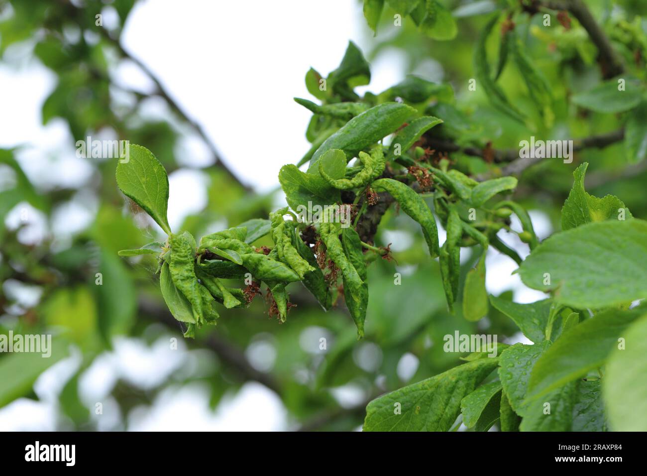 Leaves on the plum shoot curled up due to the presence of aphid ...