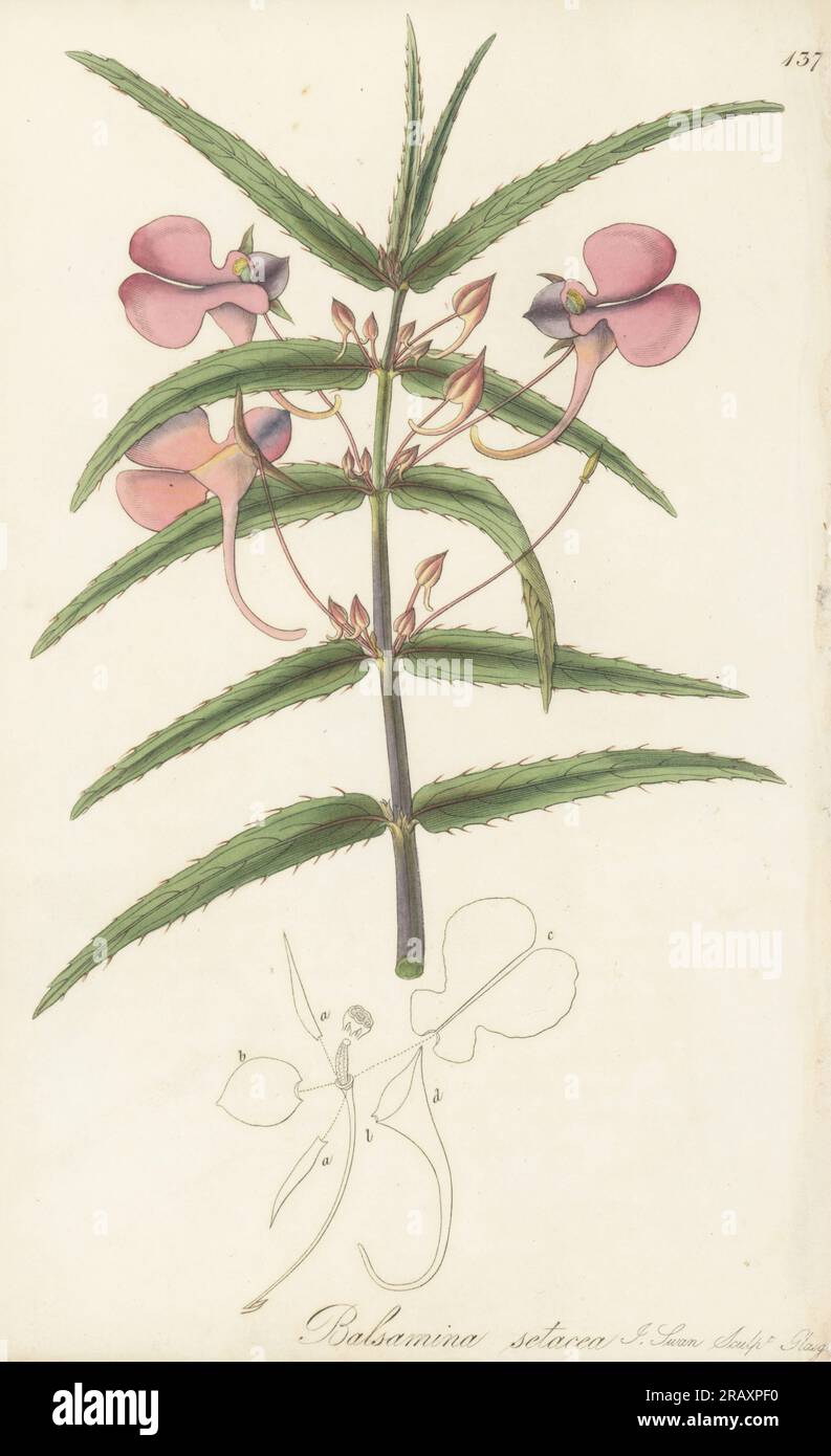 Chinese balsam, Impatiens chinensis. Bristle-leaved balsamina ...