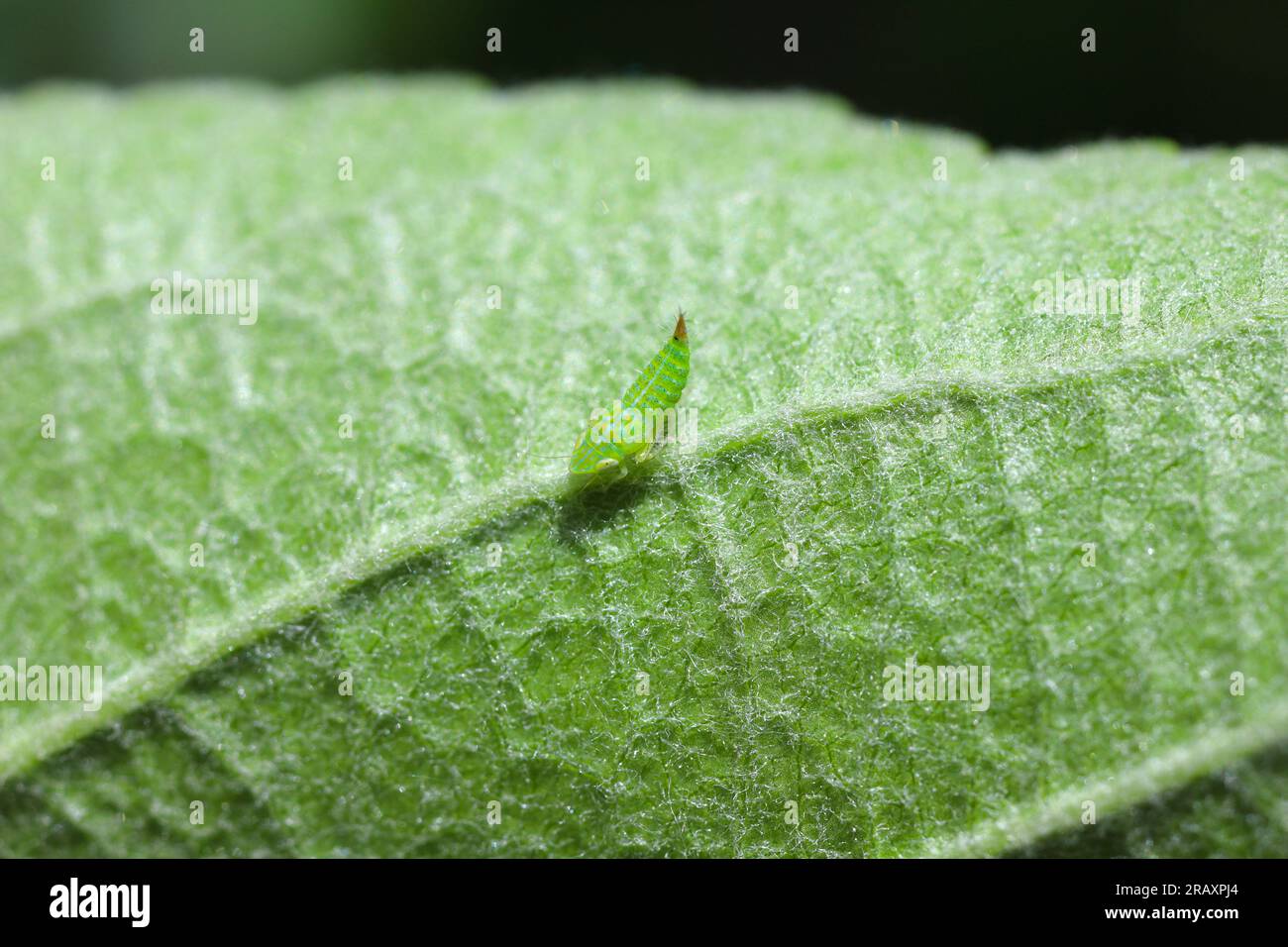 Leafhopper, larva - nymph of the genus Fieberiella (Cicadellidae) on a ...