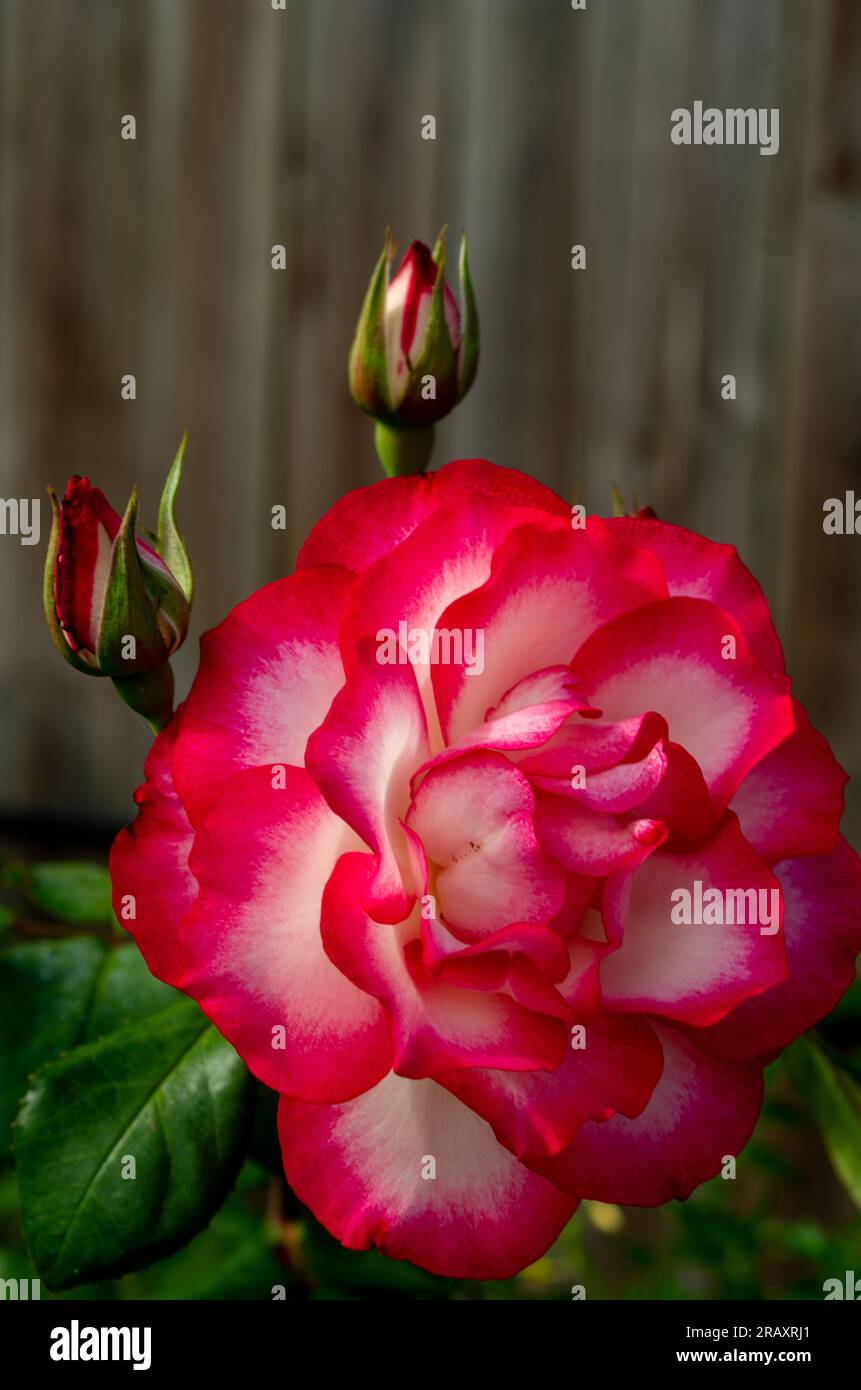 Pink red rose flowering garden hi-res stock photography and images - Alamy