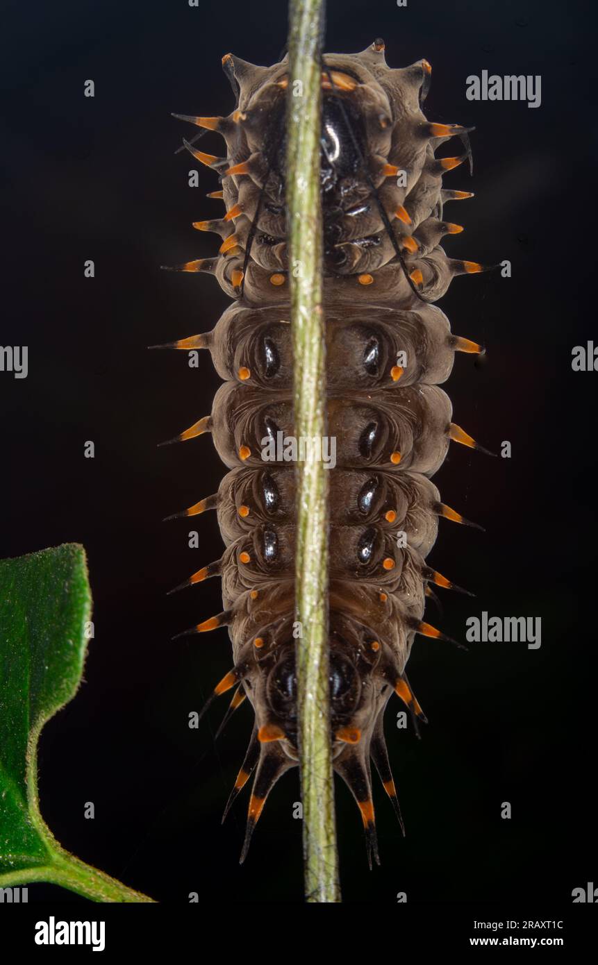 Cairns Birdwing Butterfly, Ornithoptera euphorion, Caterpillar, Malanda ...